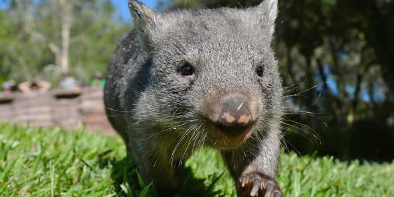 Awesome Aussie Animal Facts You’ll Be Amazed By - Eagle Wools